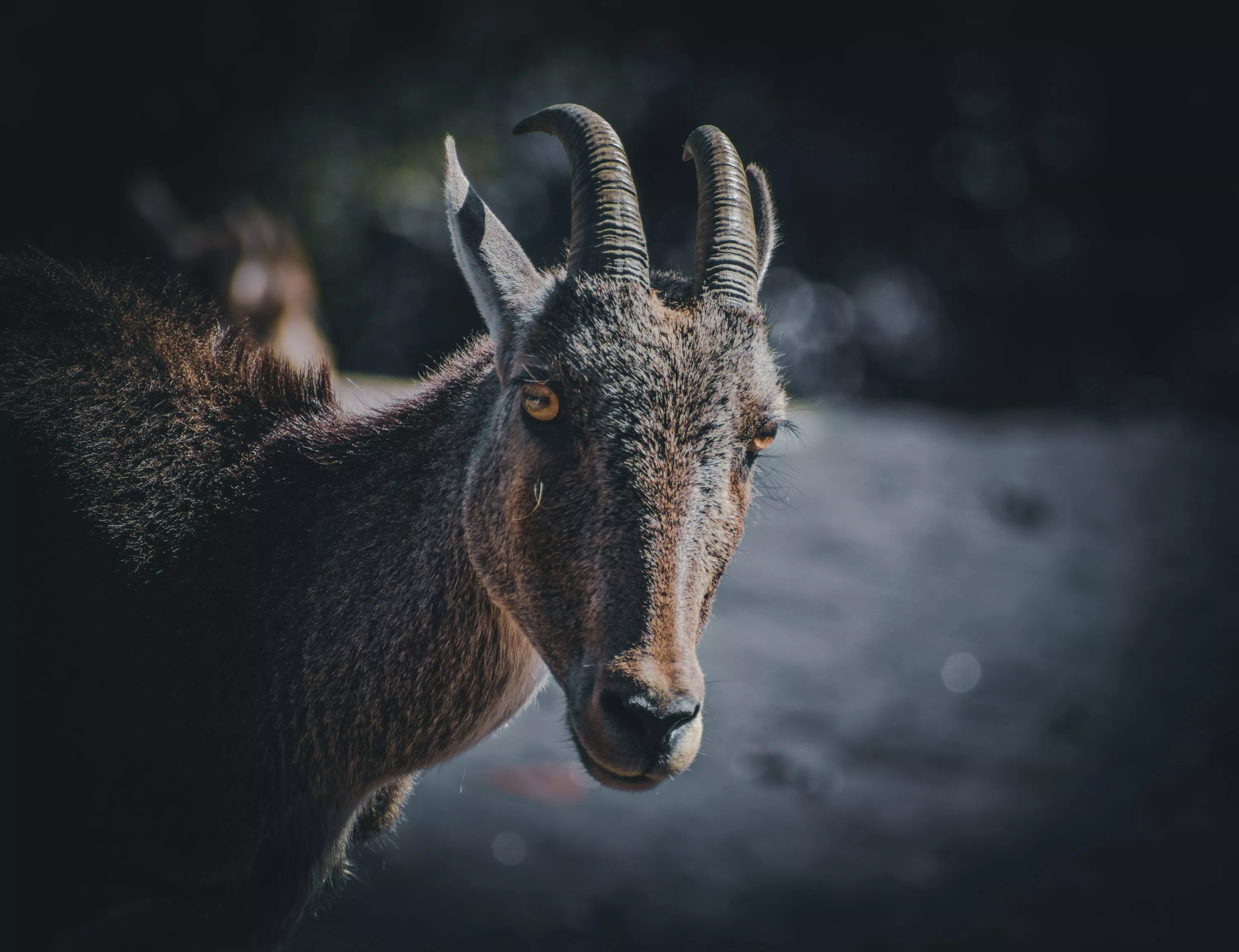 Grey Goat Wallpapers - Wallpaper Cave