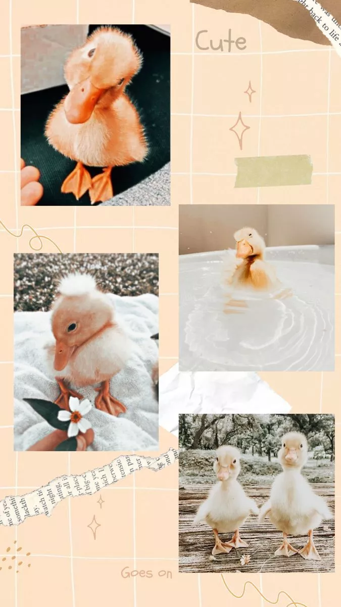 Duck Collage Wallpapers - Wallpaper Cave