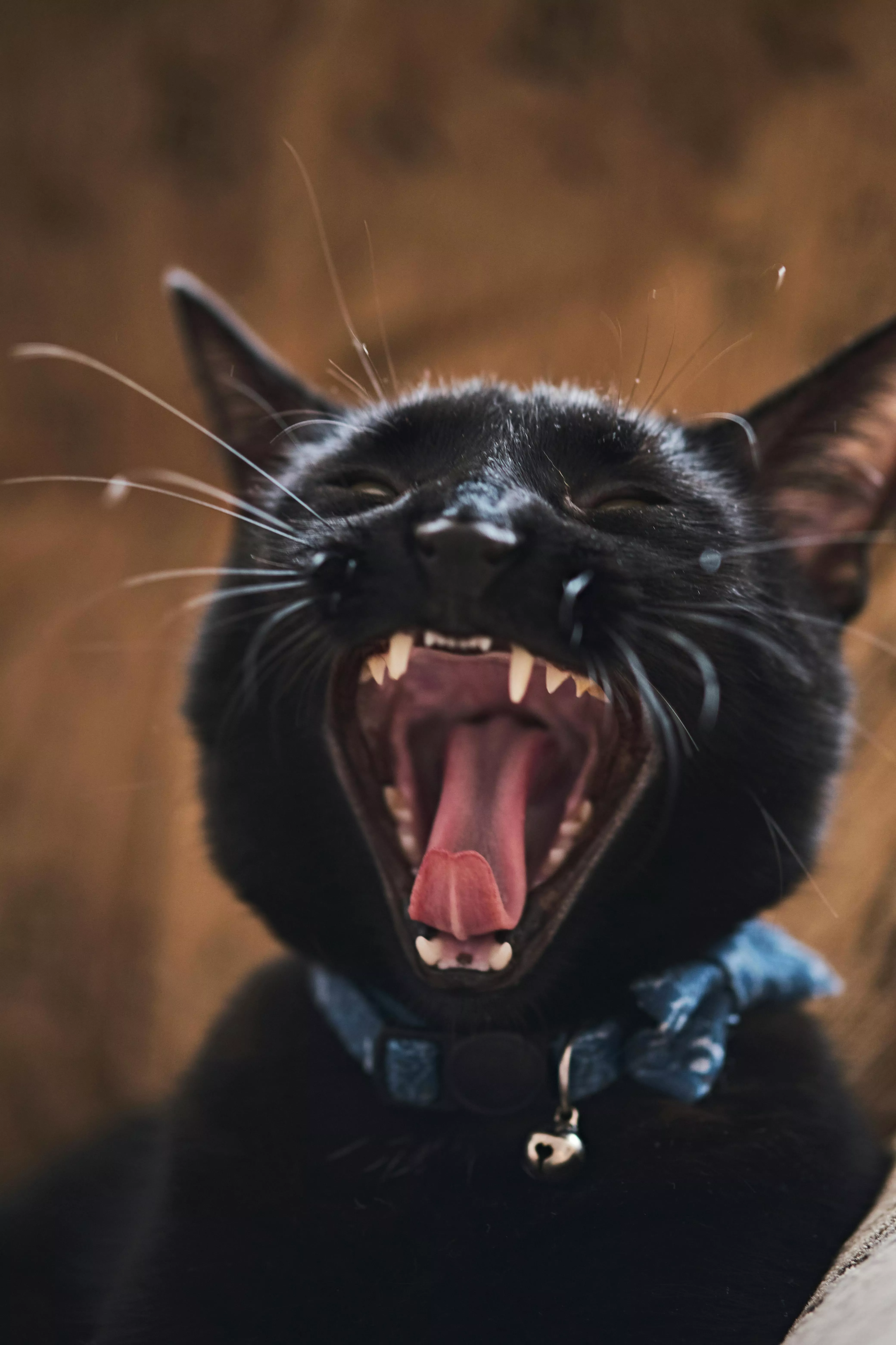Screaming Cat Wallpapers - Wallpaper Cave
