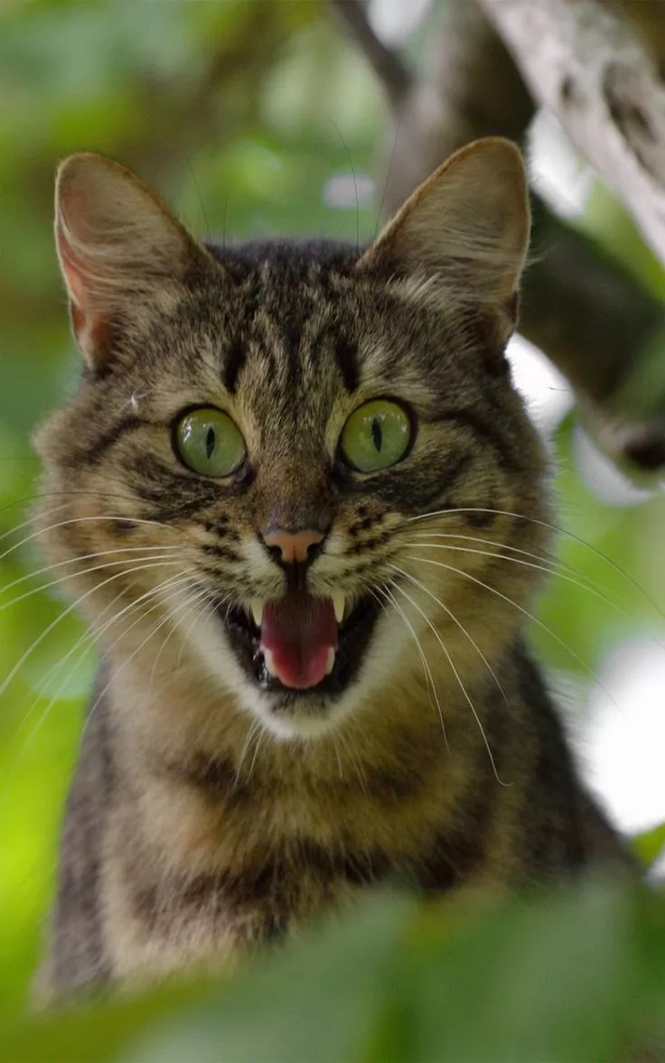 Screaming Cat Wallpapers - Wallpaper Cave