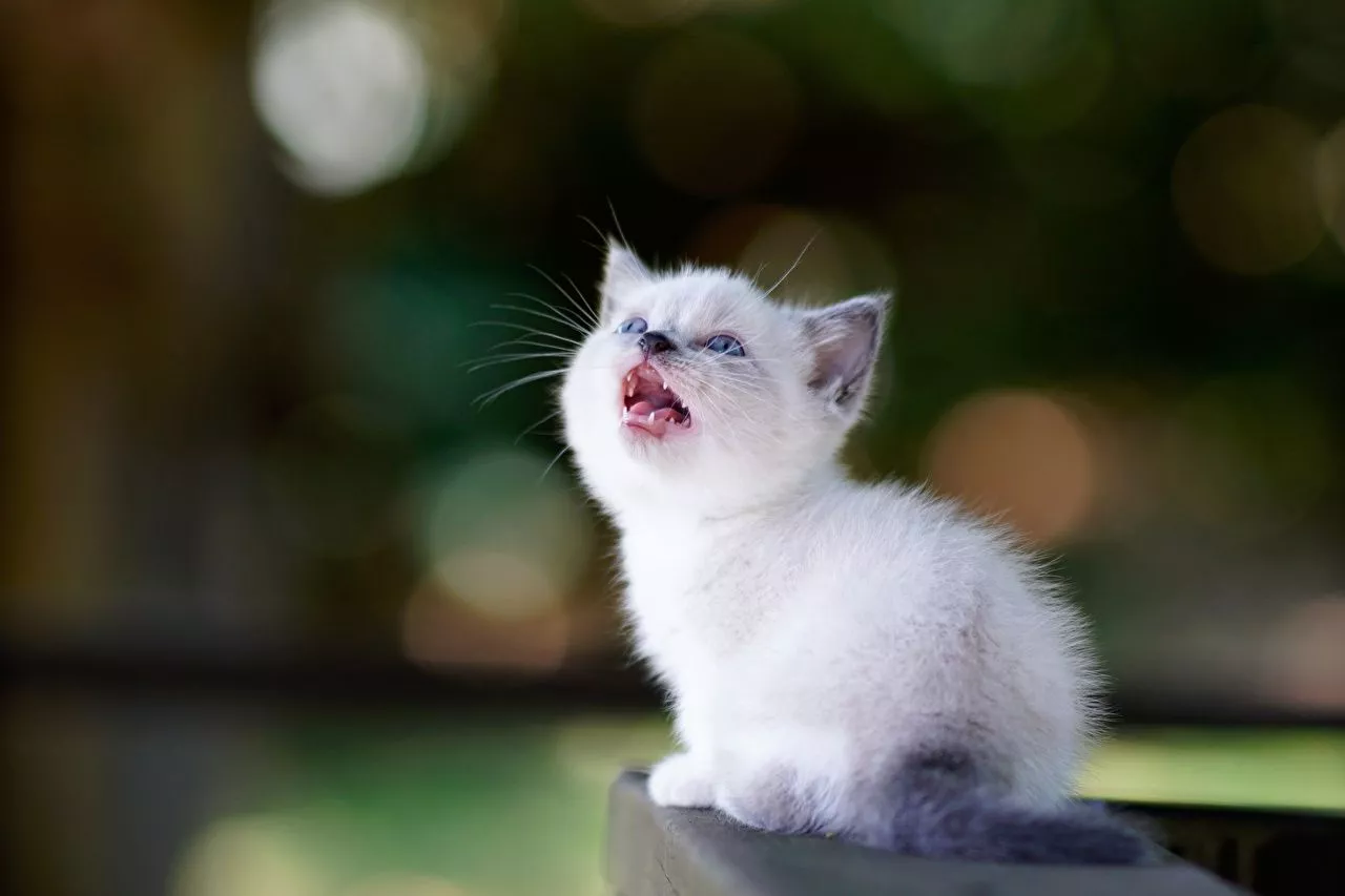 Screaming Cat Wallpapers - Wallpaper Cave