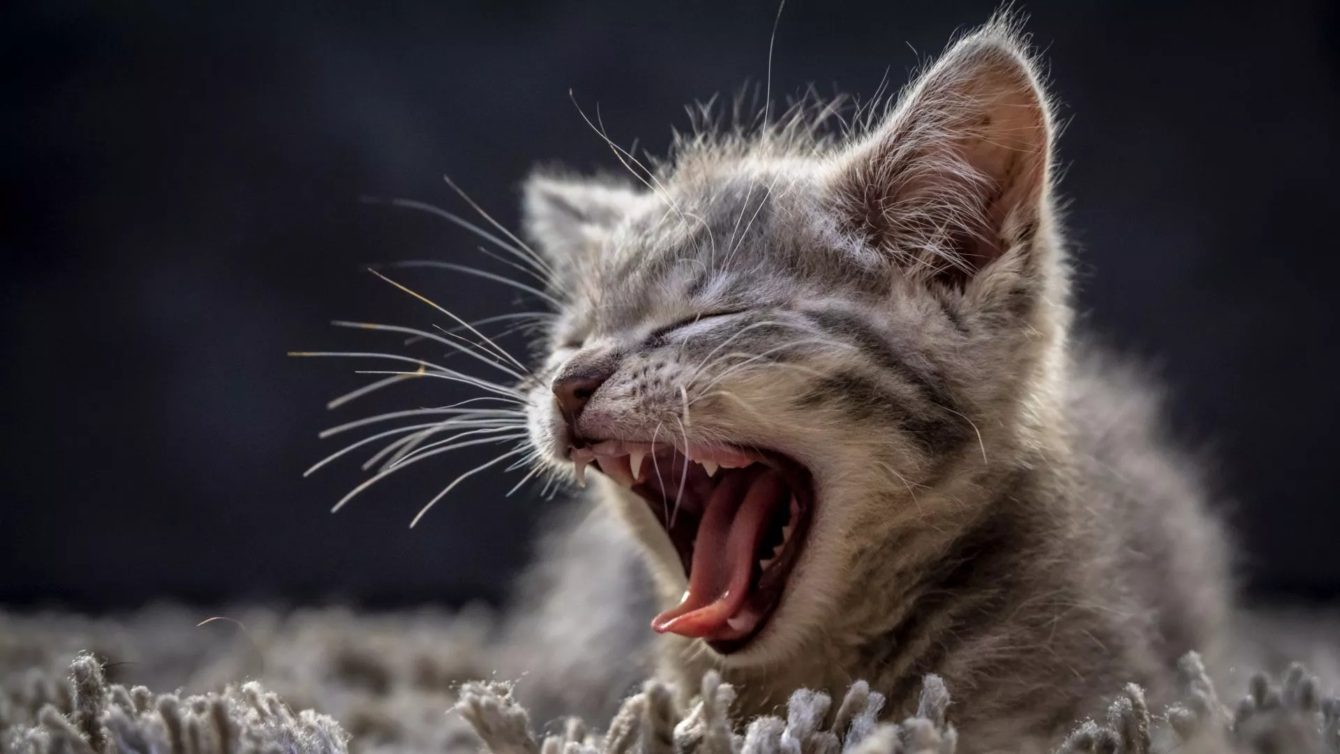 Screaming Cat Wallpapers - Wallpaper Cave