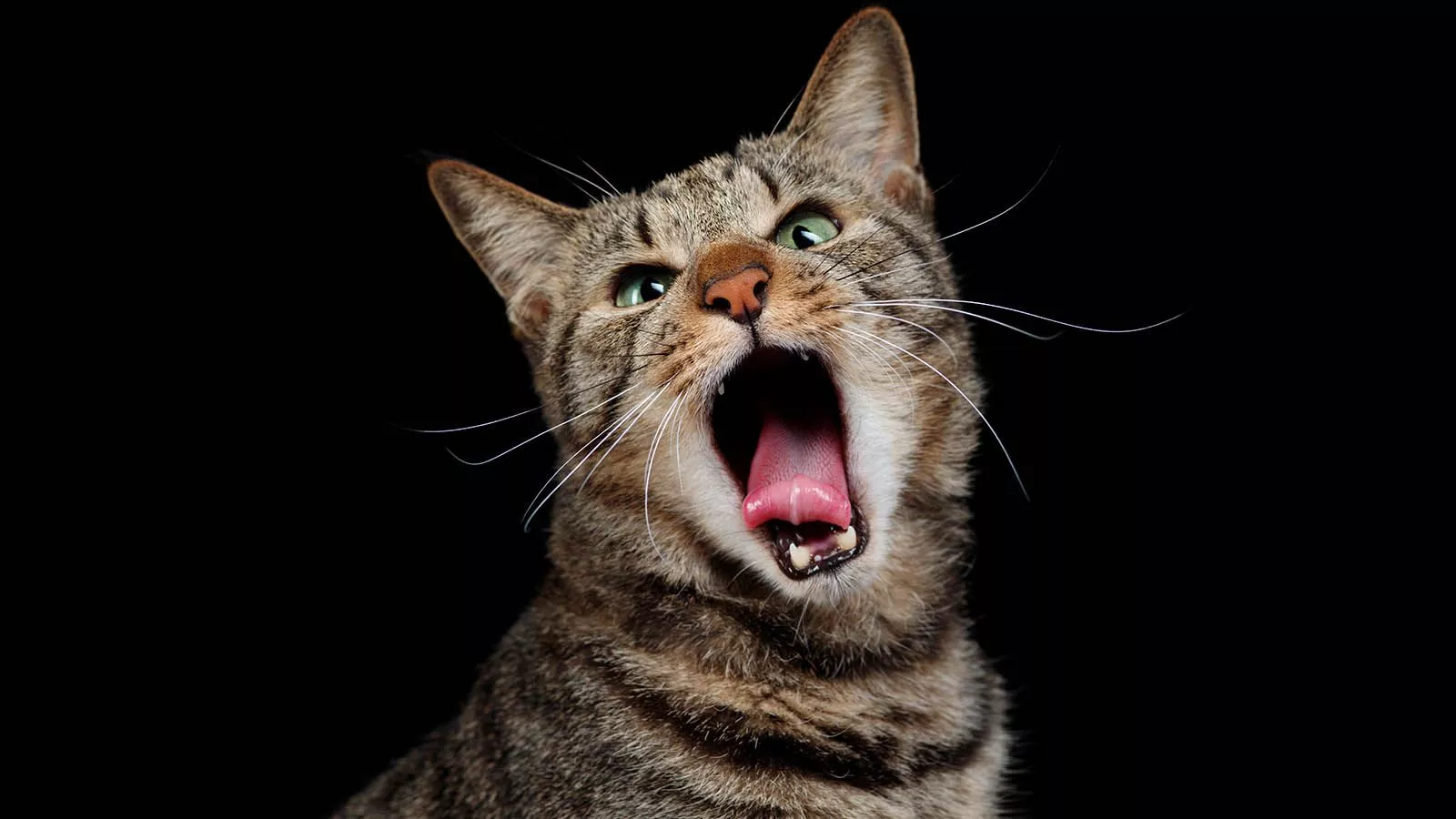 Screaming Cat Wallpapers - Wallpaper Cave