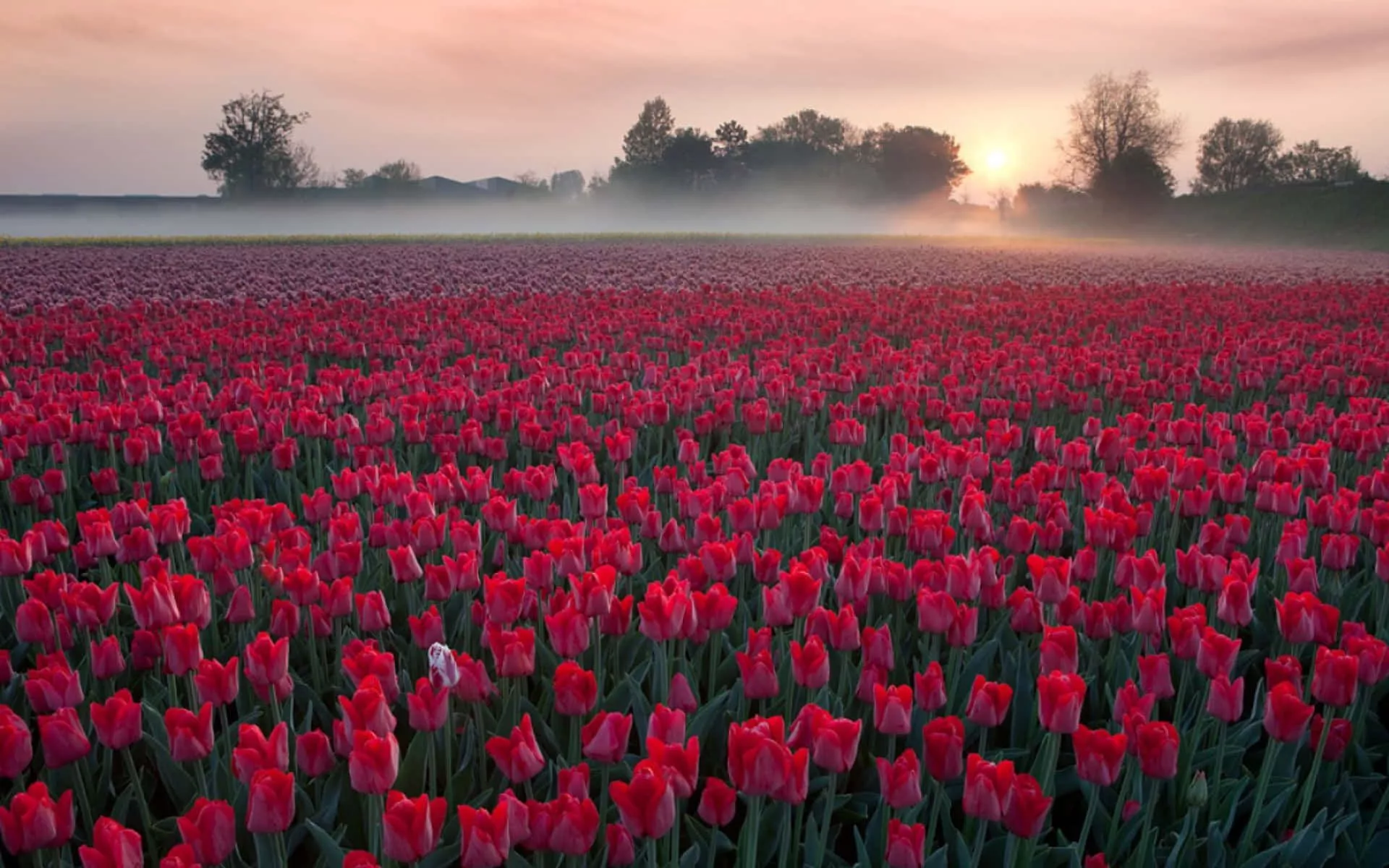 Tulip Laptop Wallpapers - Wallpaper Cave