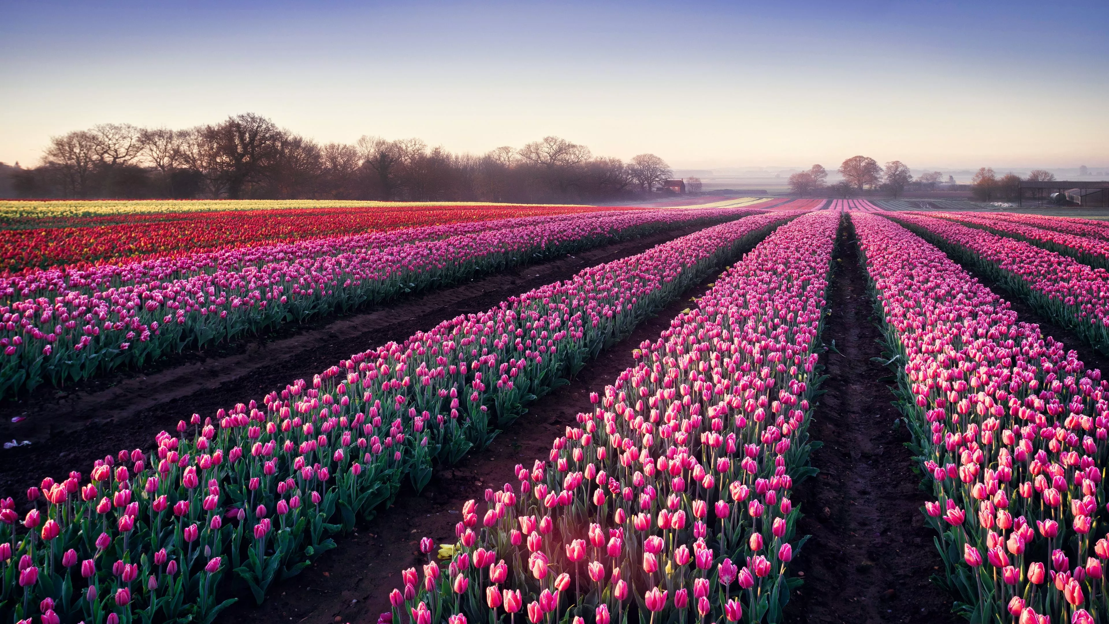 Tulip Laptop Wallpapers - Wallpaper Cave