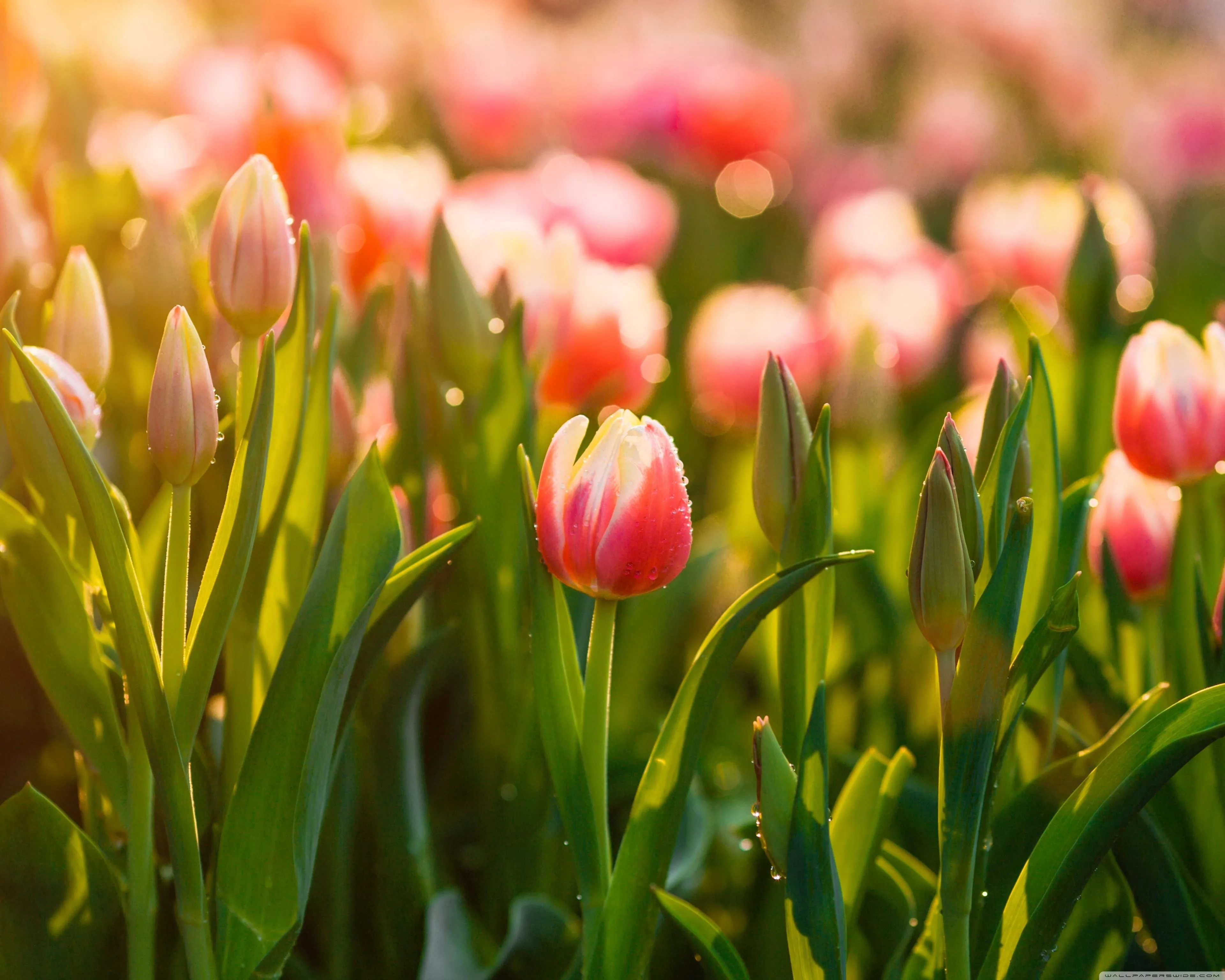 Tulip Laptop Wallpapers - Wallpaper Cave