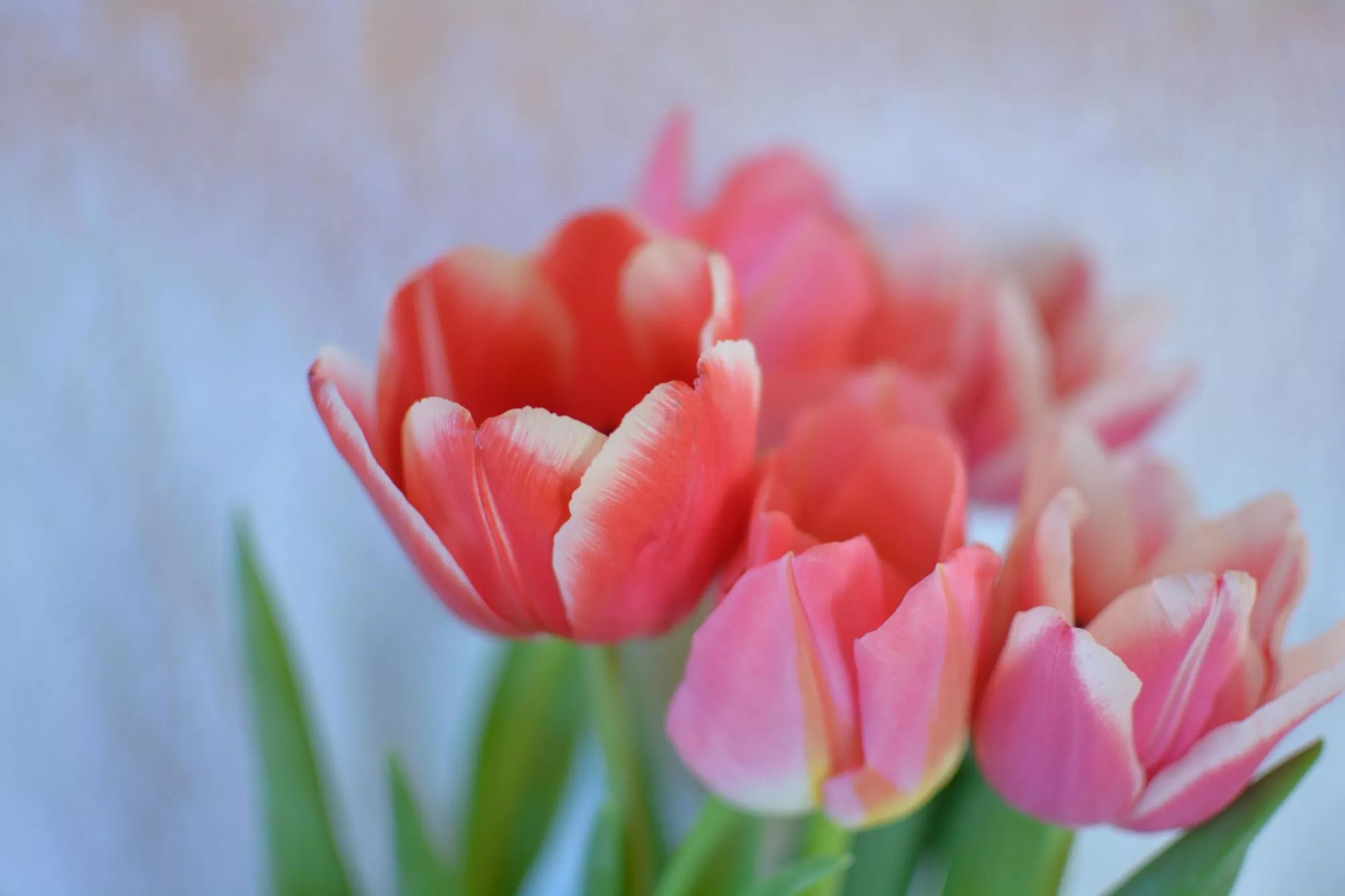 Tulip Laptop Wallpapers - Wallpaper Cave