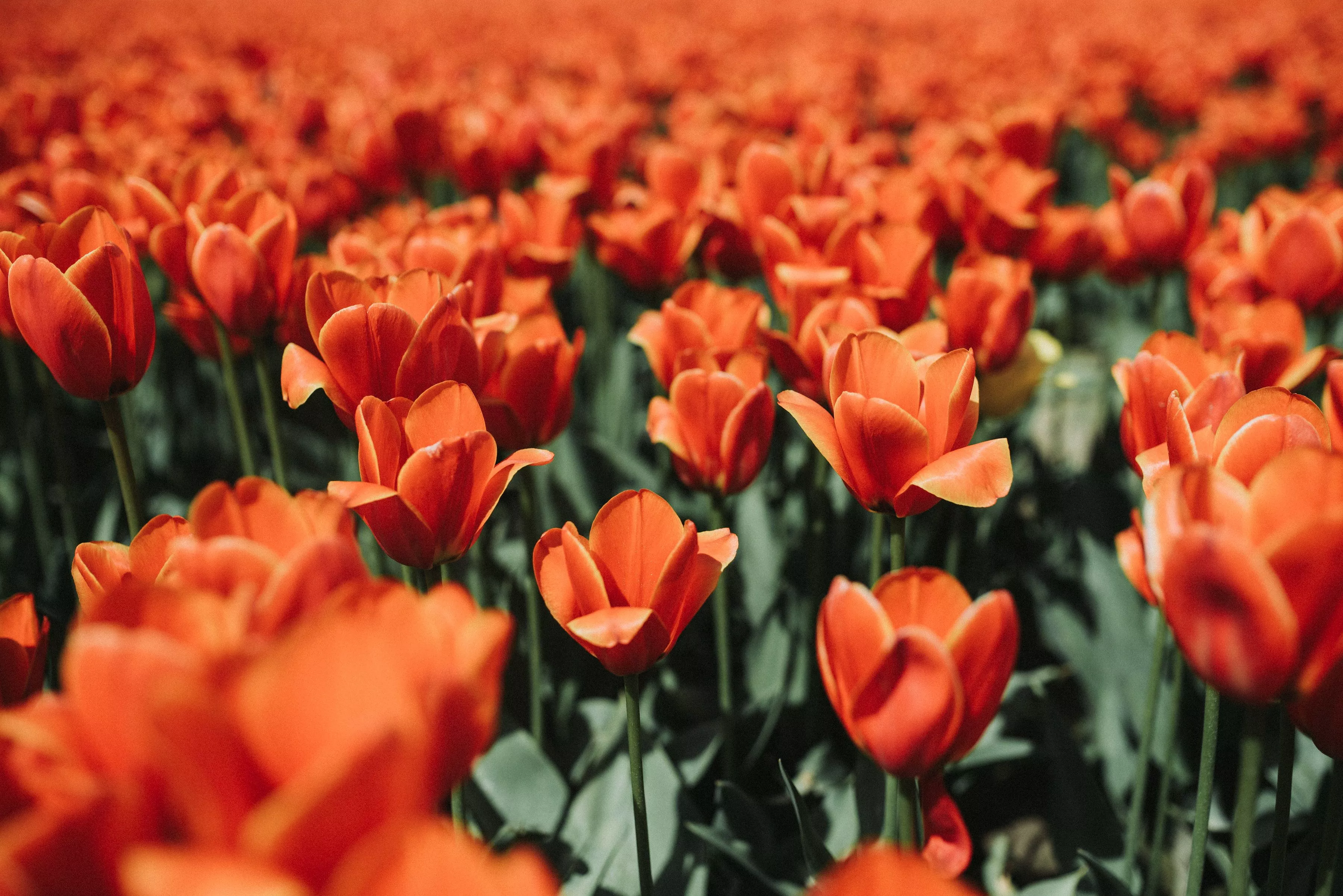 Tulip Laptop Wallpapers - Wallpaper Cave