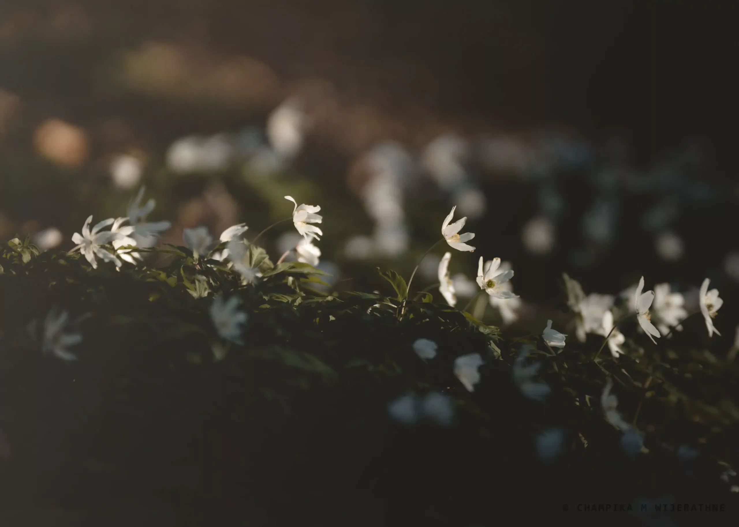 Denmark Spring Wallpapers - Wallpaper Cave