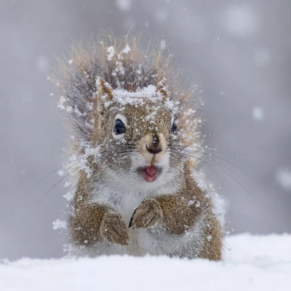 Cute Winter PFP Wallpapers - Wallpaper Cave