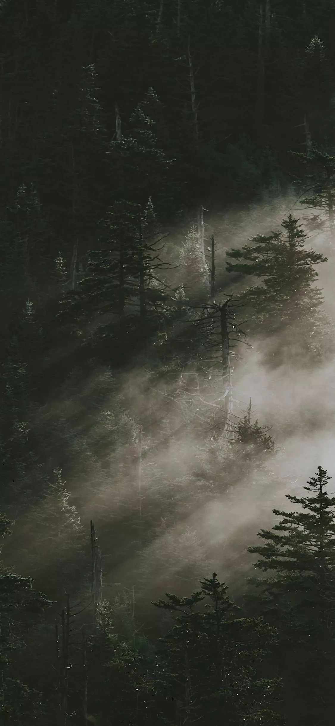 Fog iPhone Wallpapers - Wallpaper Cave