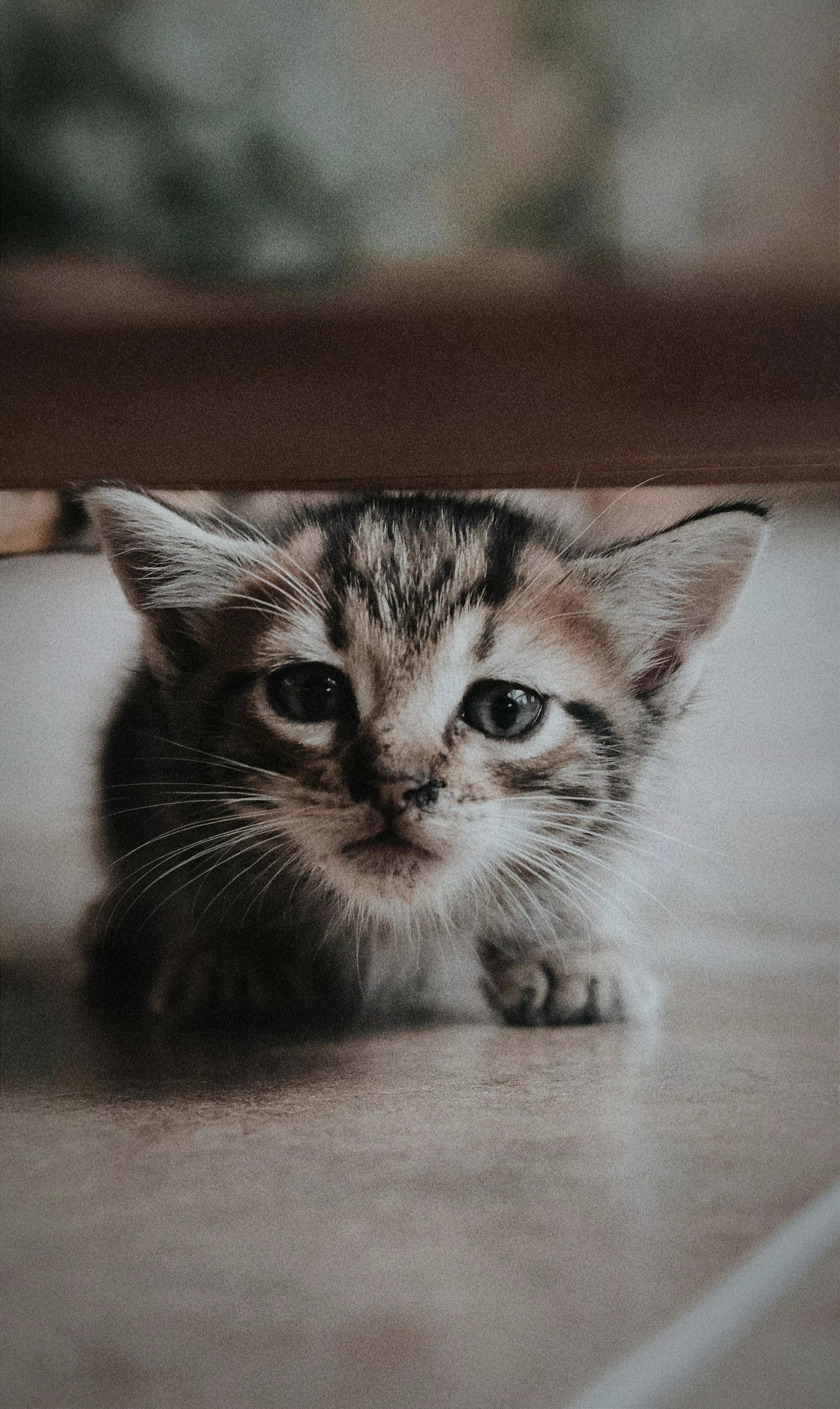 iPhone Kitten Wallpapers - Wallpaper Cave