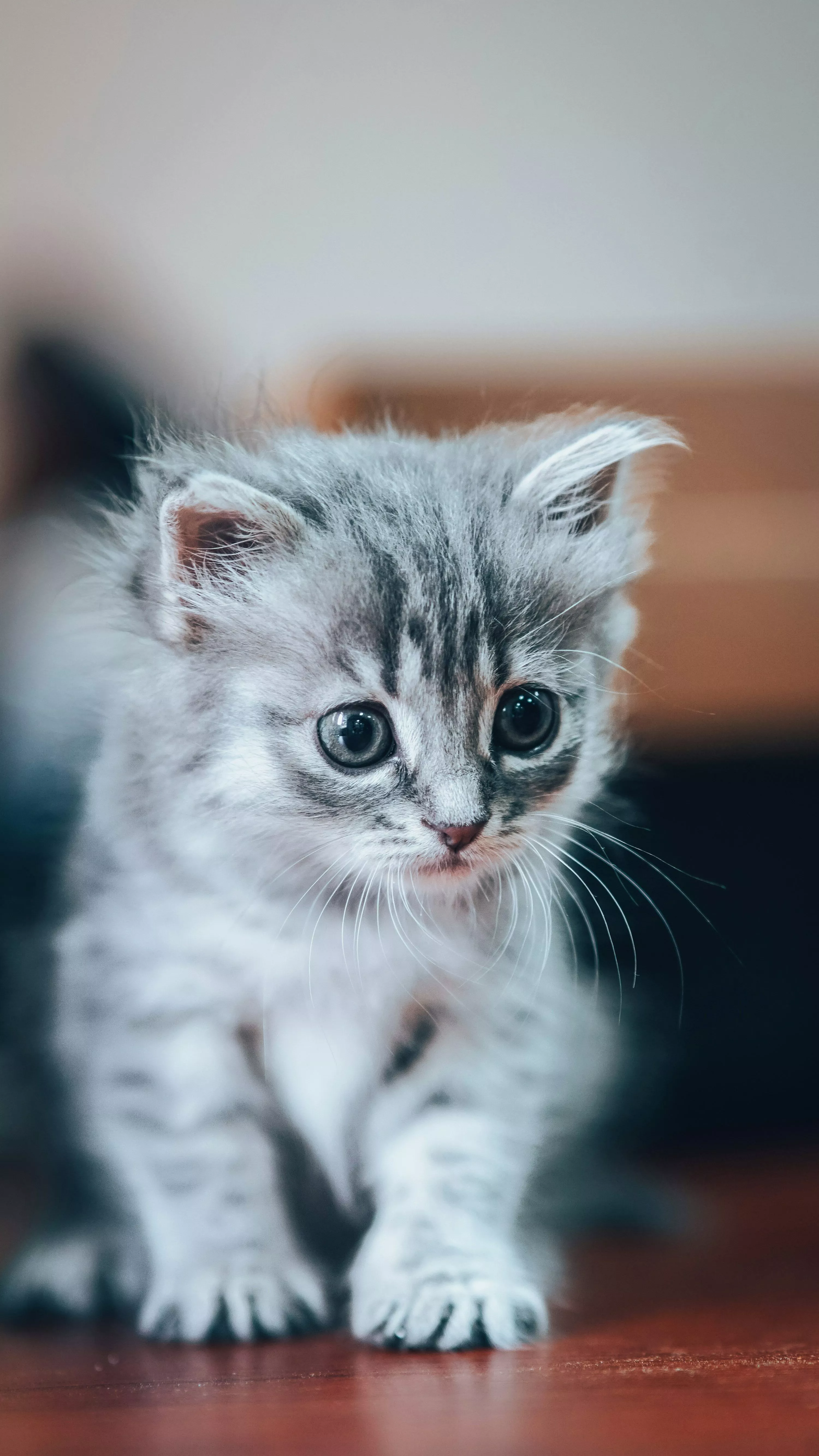 iPhone Kitten Wallpapers - Wallpaper Cave