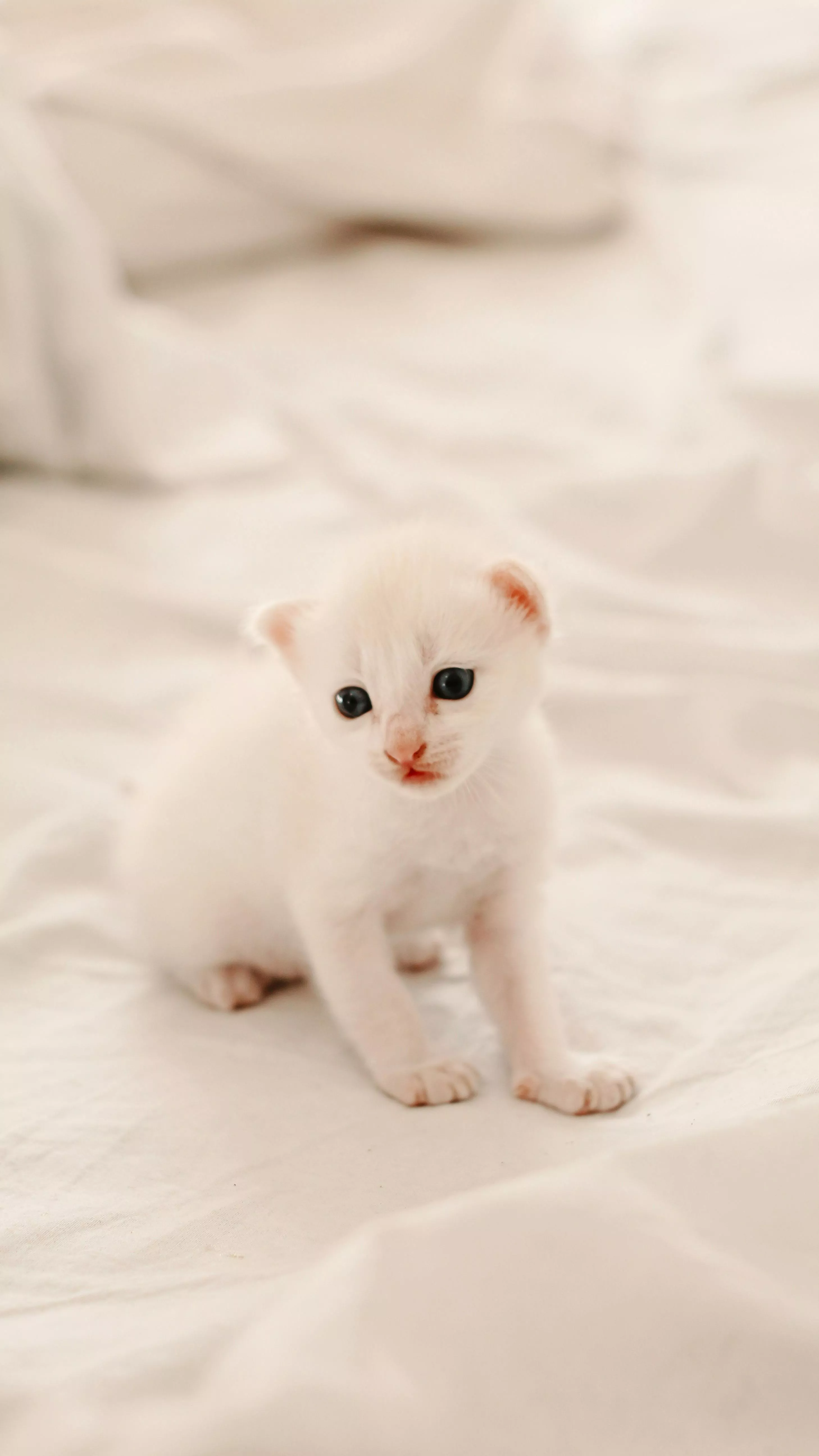 iPhone Kitten Wallpapers - Wallpaper Cave