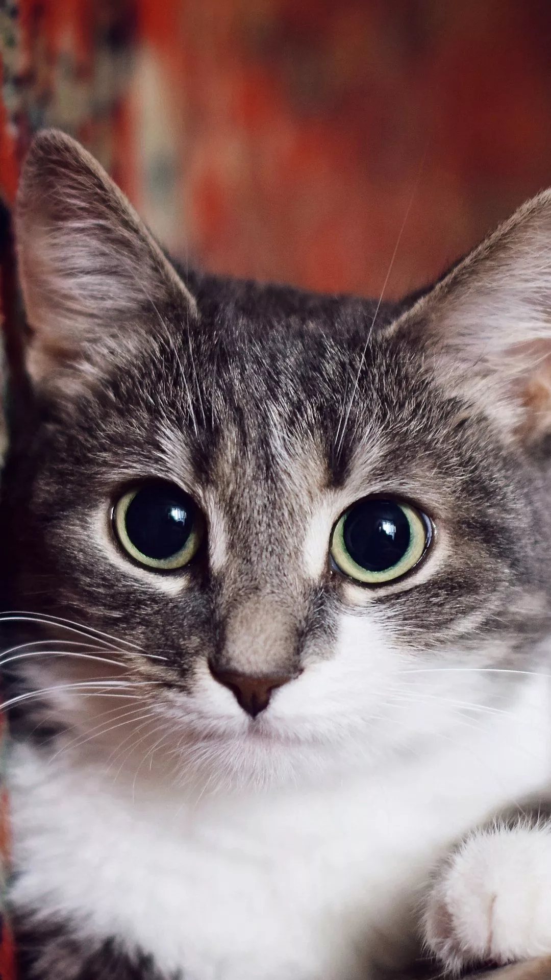 iPhone Kitten Wallpapers - Wallpaper Cave