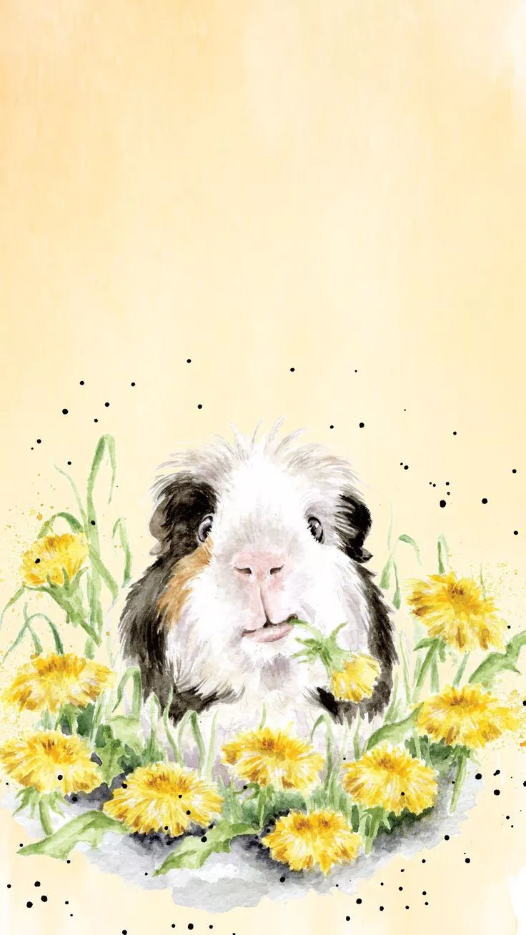 Guinea Pig Wallpapers - Wallpaper Cave