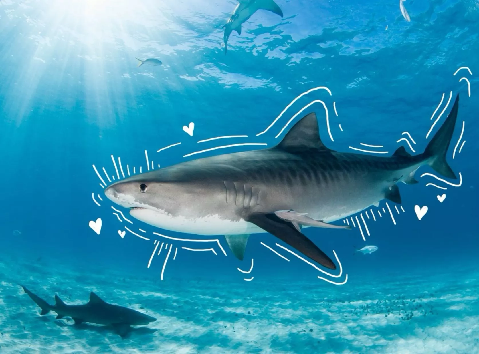Cute Tiger Shark Wallpapers - Wallpaper Cave