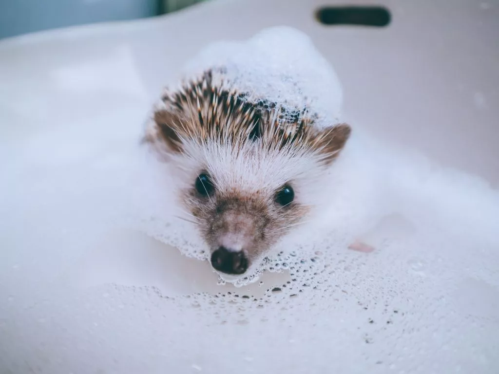 Hedgehog The Animal Wallpapers - Wallpaper Cave