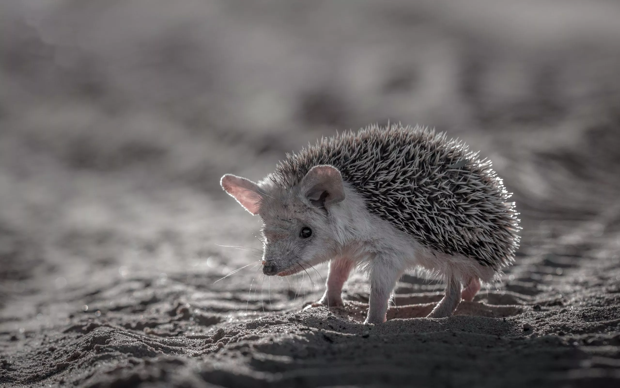 Hedgehog The Animal Wallpapers - Wallpaper Cave