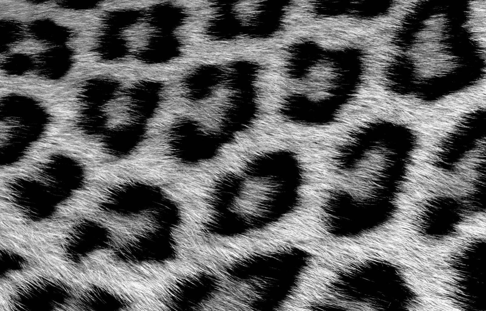 Cute Cheetah Print Wallpapers - Wallpaper Cave