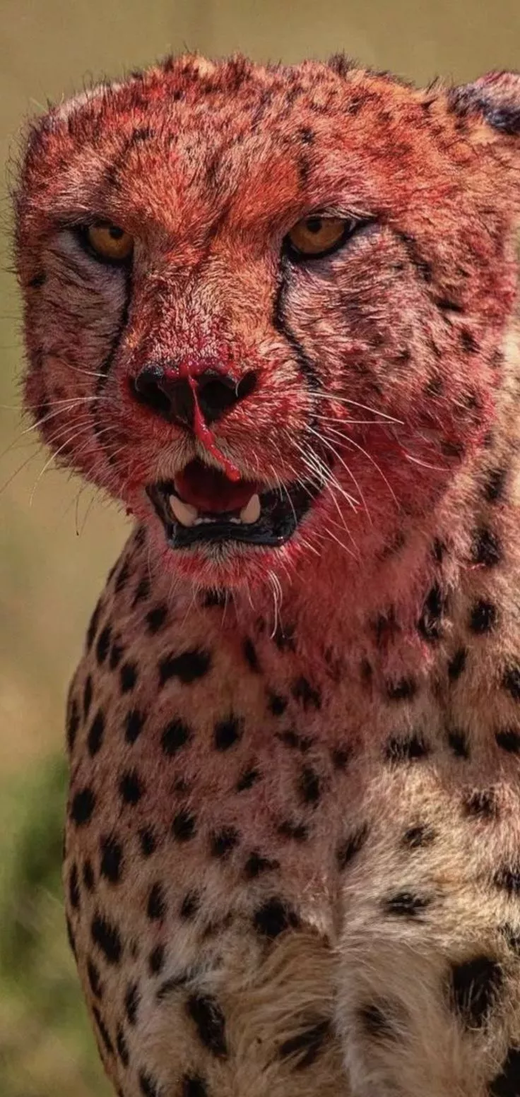 Bloody Leopard Wallpapers - Wallpaper Cave