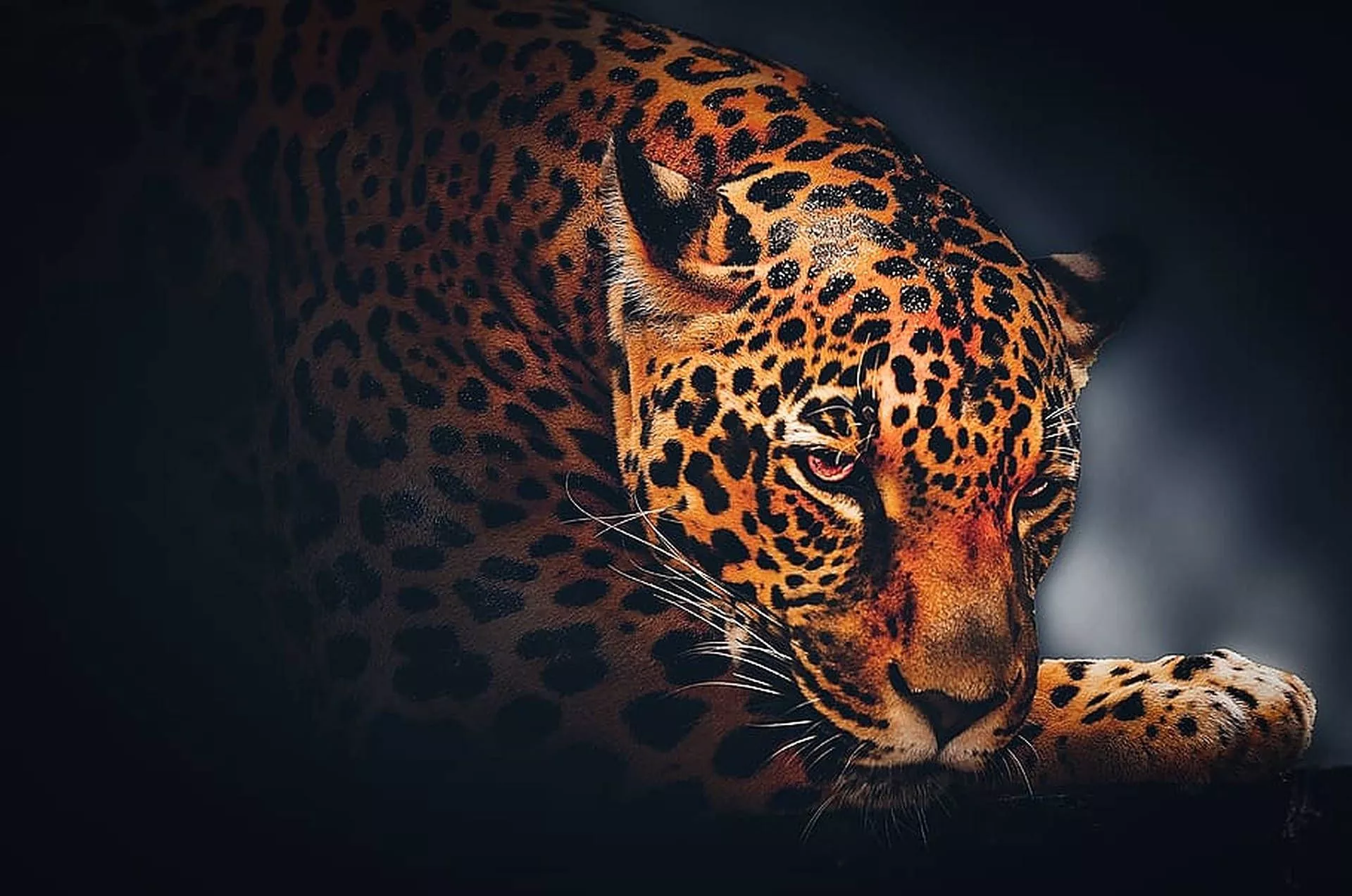 Bloody Leopard Wallpapers - Wallpaper Cave