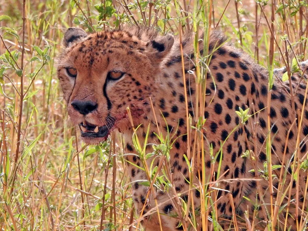 Bloody Leopard Wallpapers - Wallpaper Cave