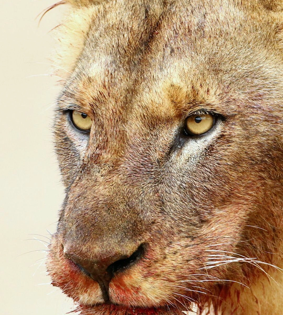 Bloody Leopard Wallpapers - Wallpaper Cave