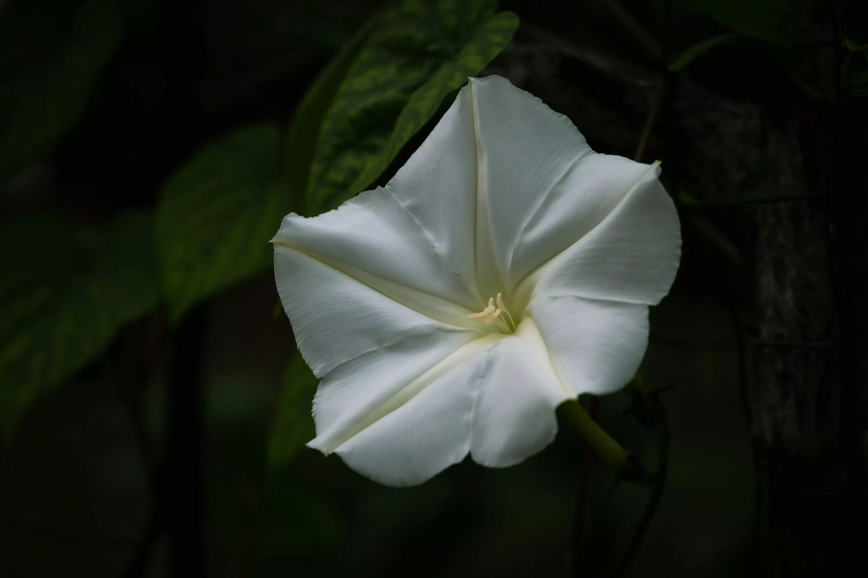 Moonflower Wallpapers - Wallpaper Cave