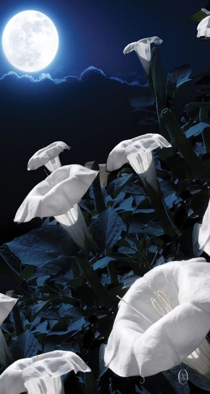 Moonflower Wallpapers - Wallpaper Cave