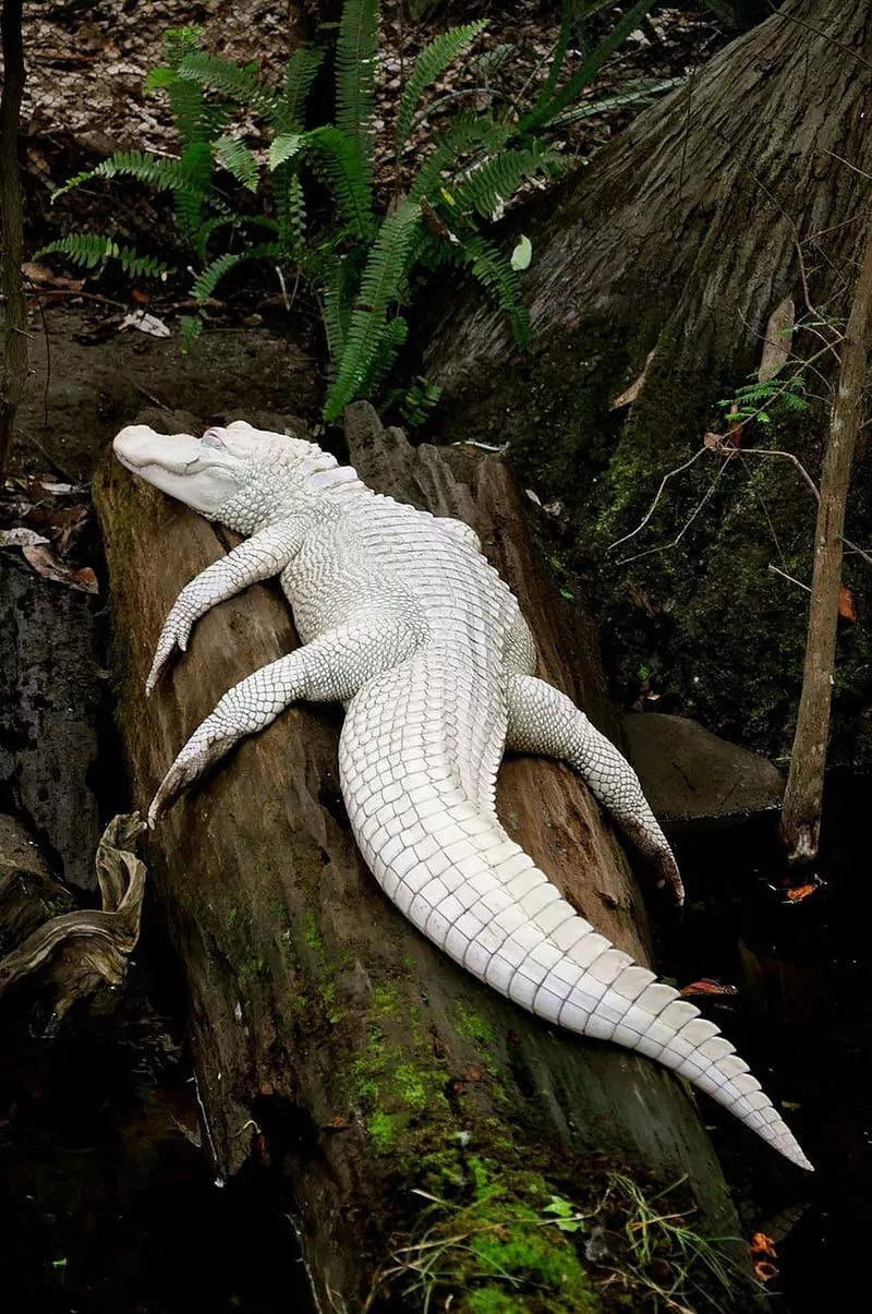 Caiman Wallpapers - Wallpaper Cave