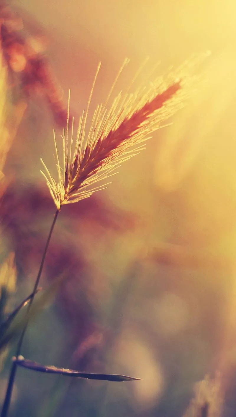 Warm iPhone Wallpapers - Wallpaper Cave