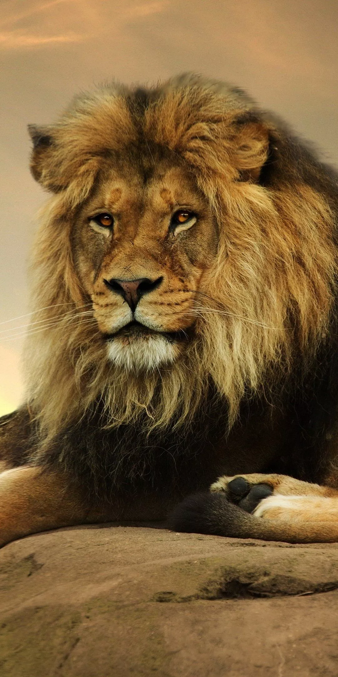 Lion iPhone X Wallpapers - Wallpaper Cave