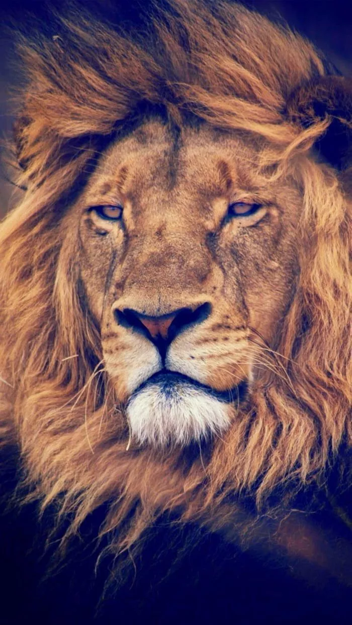 Lion iPhone X Wallpapers - Wallpaper Cave