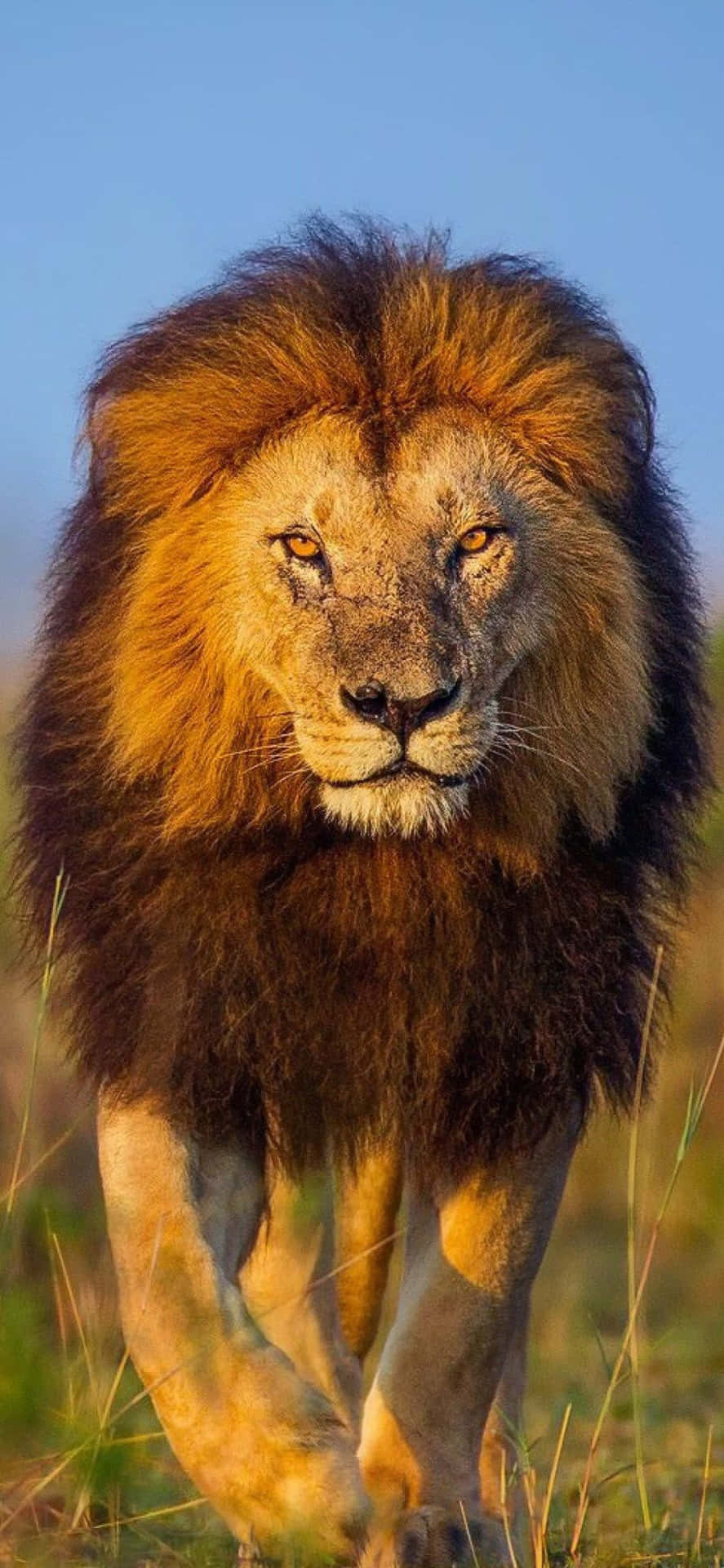 Lion iPhone X Wallpapers - Wallpaper Cave