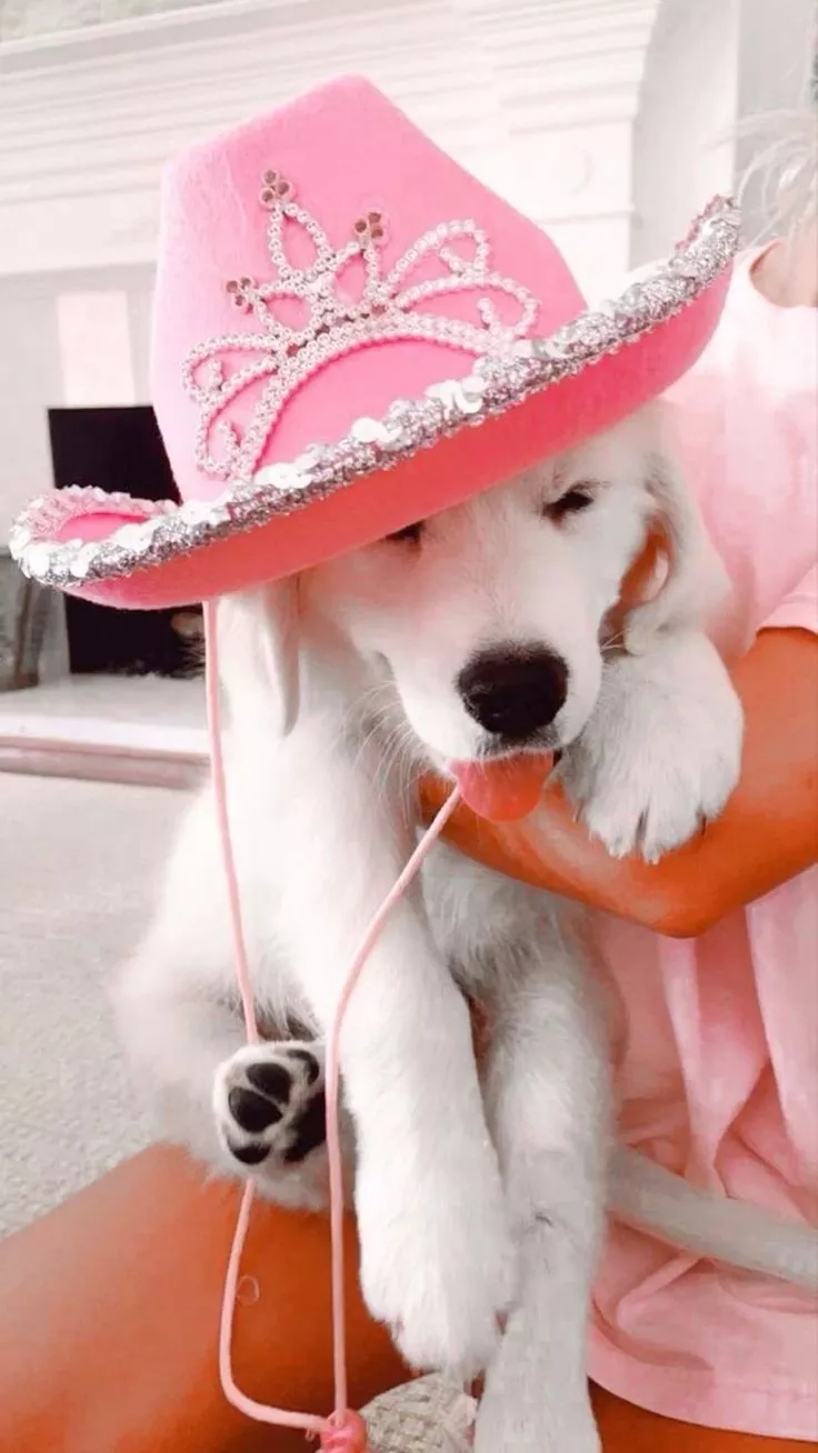 Preppy Puppies Wallpapers - Wallpaper Cave