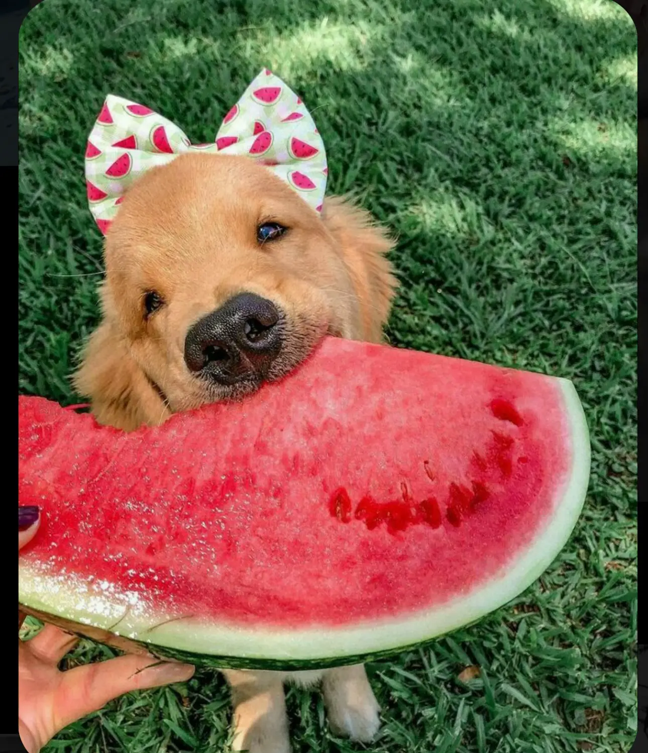 Preppy Puppies Wallpapers - Wallpaper Cave