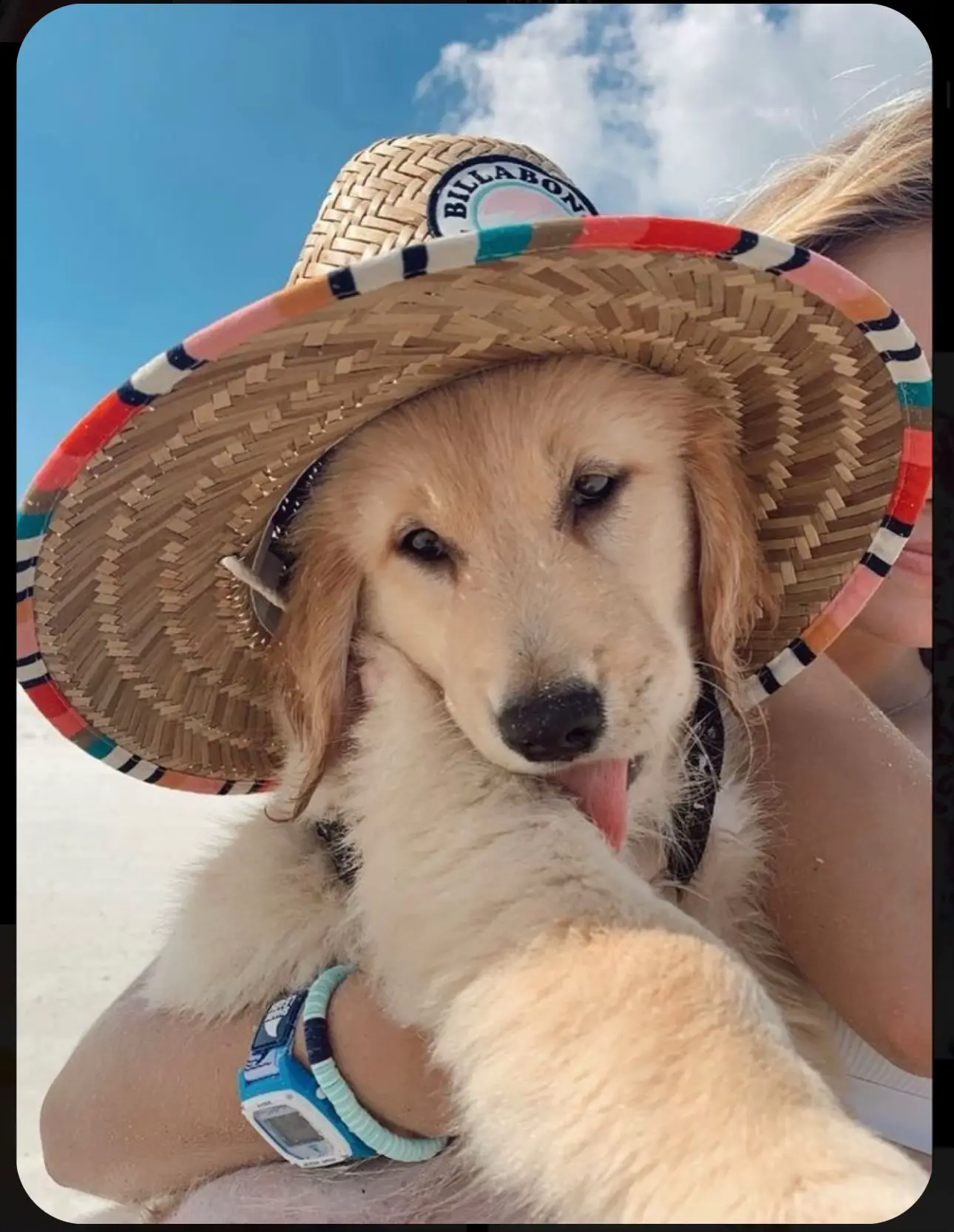 Preppy Puppies Wallpapers - Wallpaper Cave