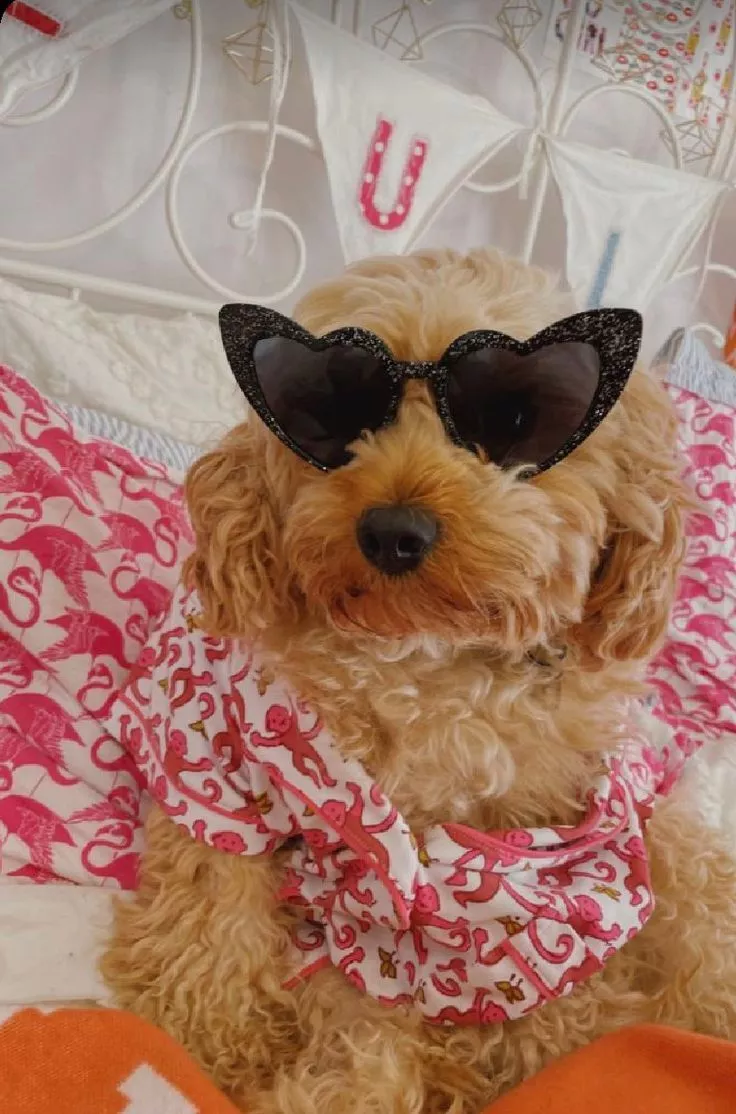 Preppy Puppies Wallpapers - Wallpaper Cave