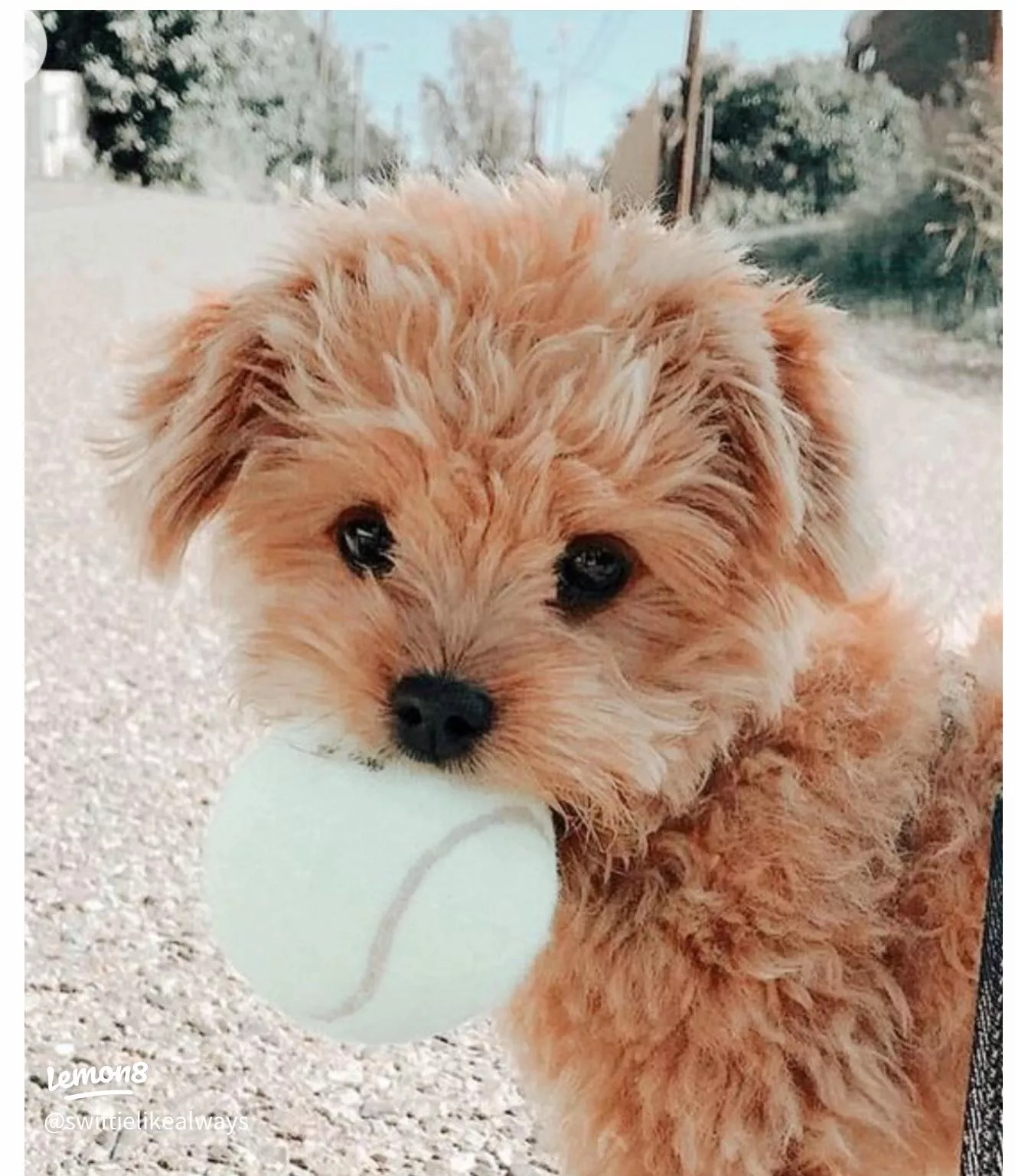 Preppy Puppies Wallpapers - Wallpaper Cave