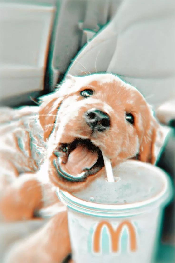 Preppy Puppies Wallpapers - Wallpaper Cave