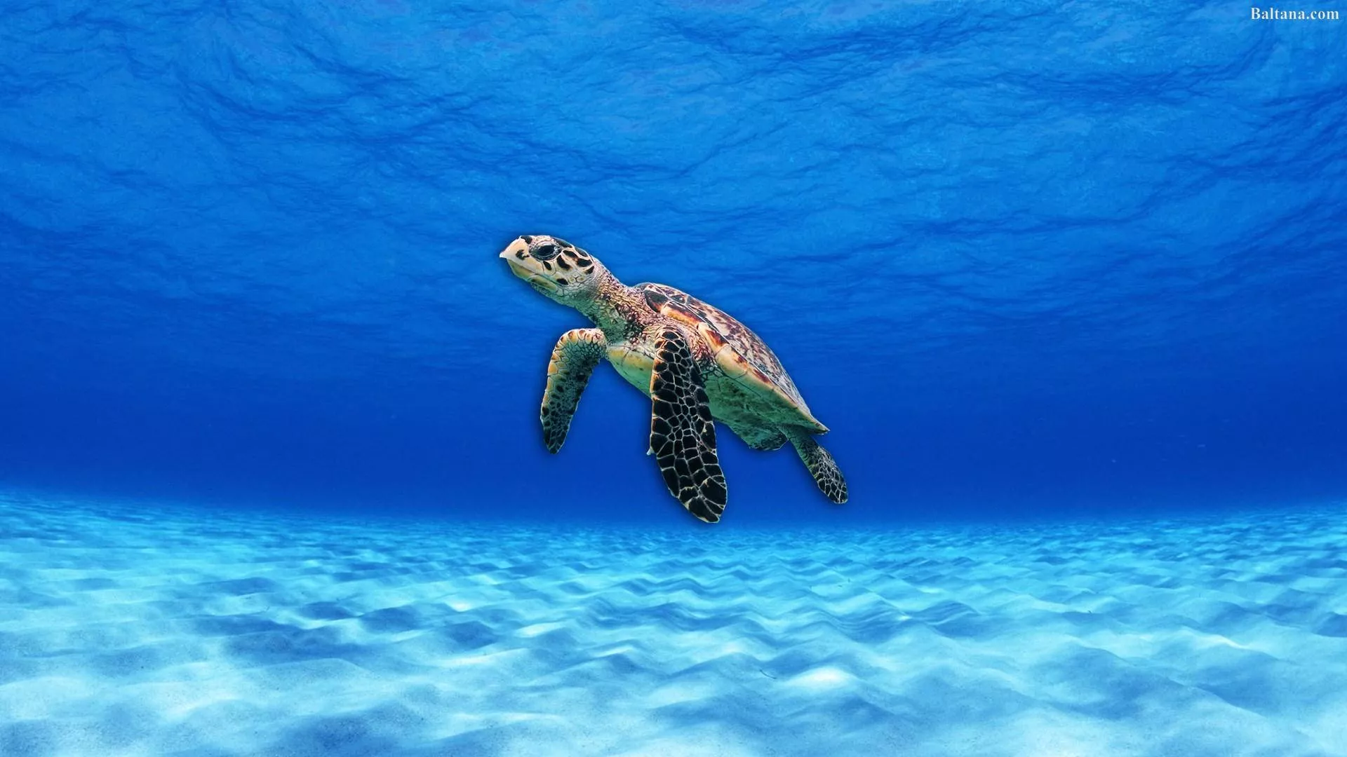 Preppy Ocean With Turtles Wallpapers - Wallpaper Cave