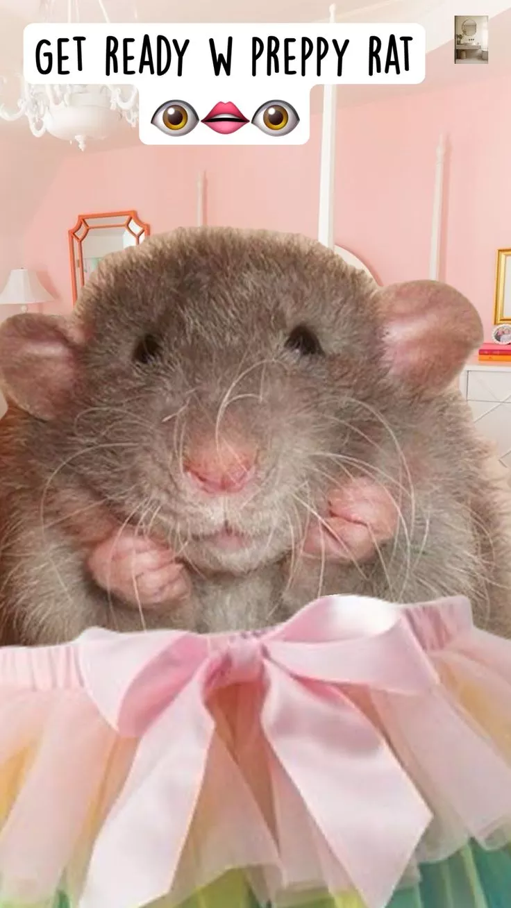 Preppy Rat Wallpapers - Wallpaper Cave