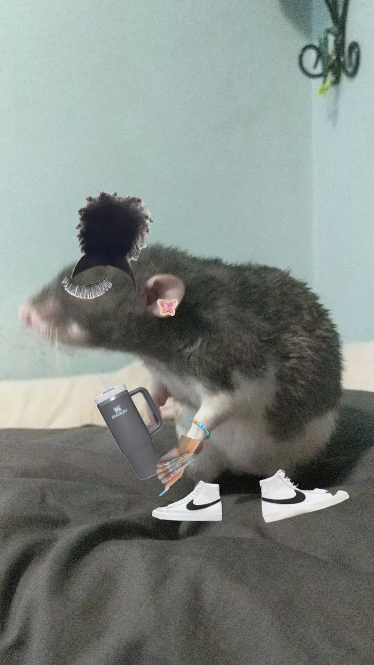 Preppy Rat Wallpapers - Wallpaper Cave