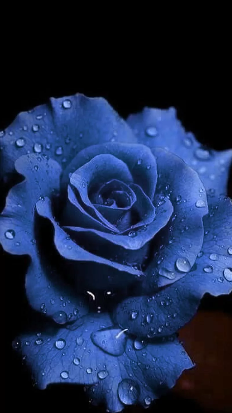 Blue Rose Phone Wallpapers - Wallpaper Cave