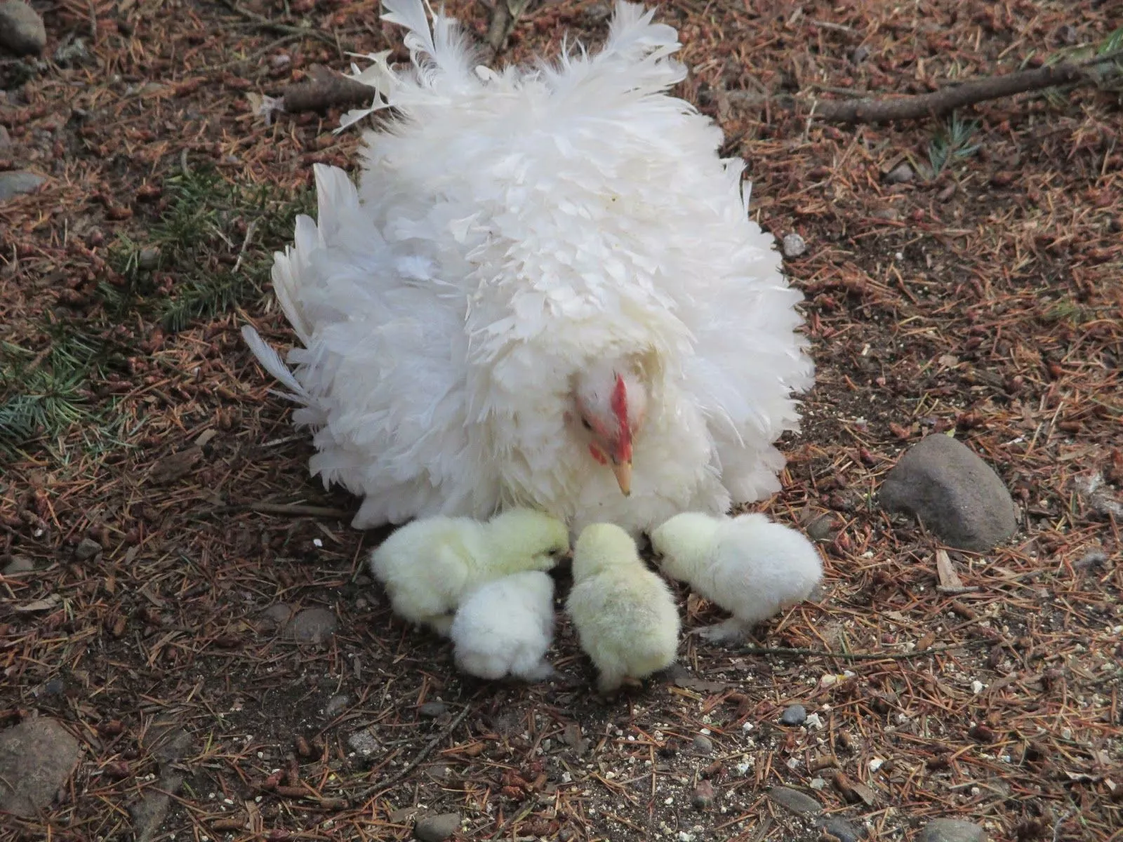 Frizzle Rooster Wallpapers - Wallpaper Cave