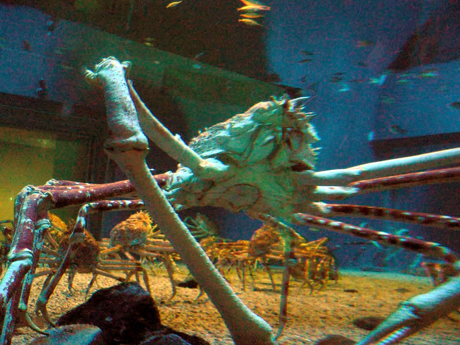 Japanese Spider Crab Wallpapers - Wallpaper Cave