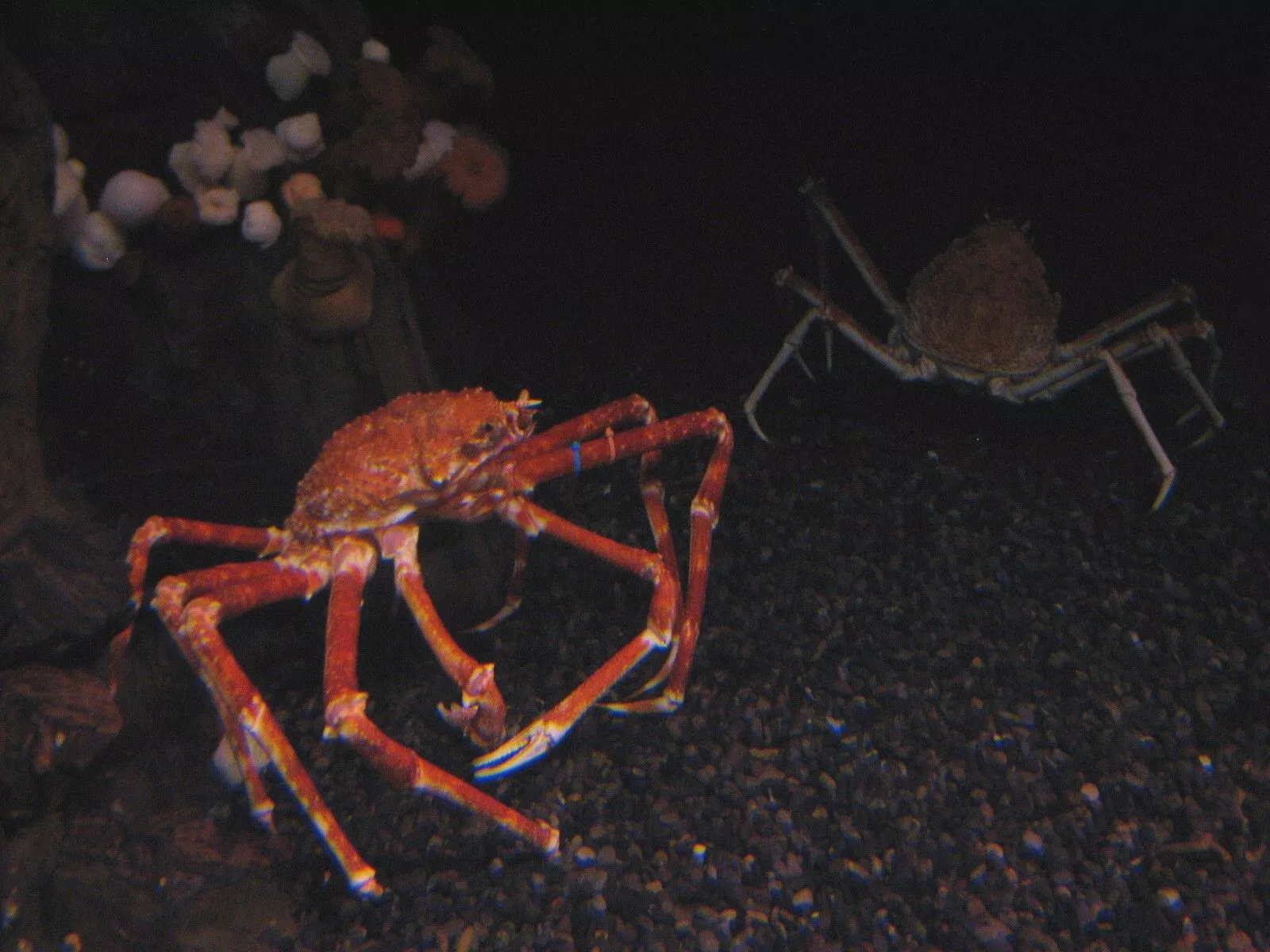 Japanese Spider Crab Wallpapers - Wallpaper Cave
