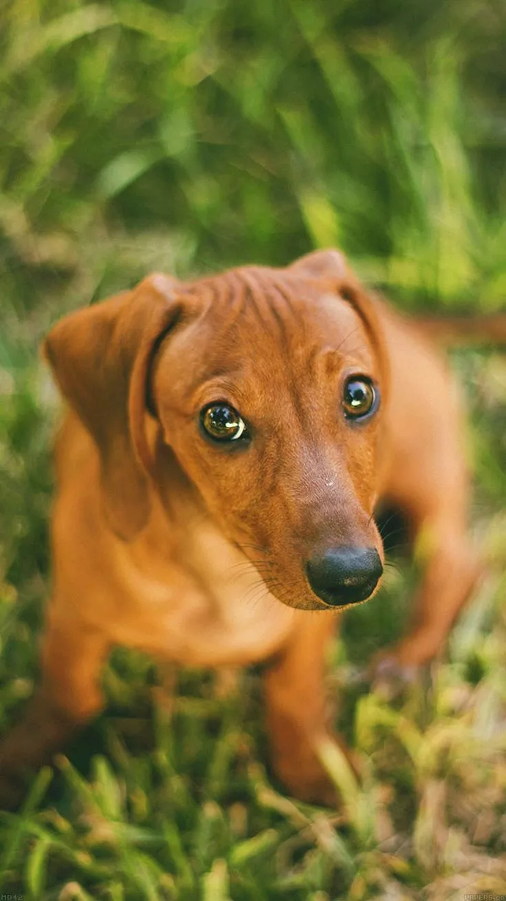 Dachshund Brown Wallpapers - Wallpaper Cave