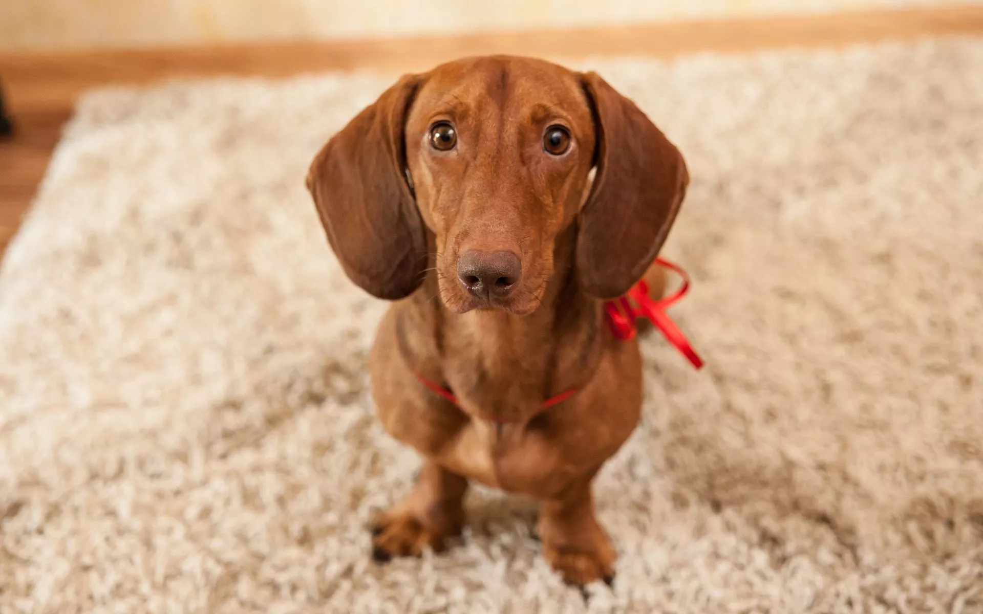 Dachshund Brown Wallpapers - Wallpaper Cave
